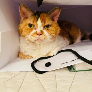 Custom Cat Toy Bundle - Etsy