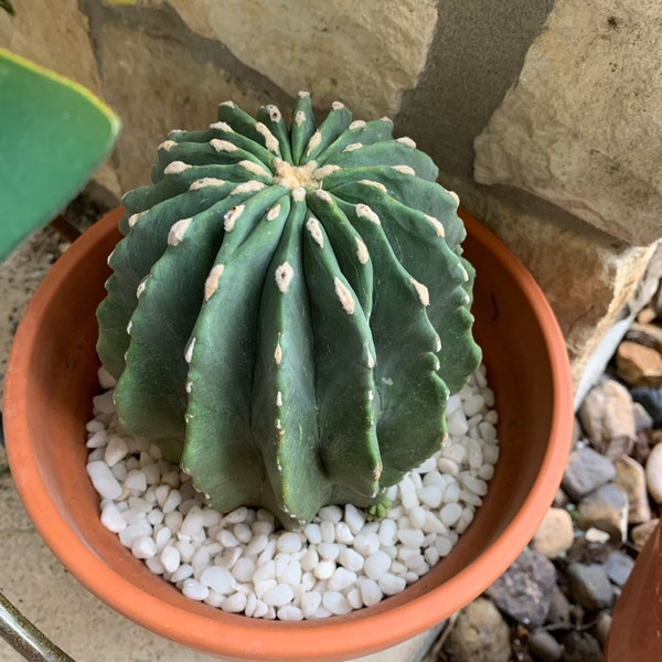 Rare Ferocactus Glaucescens Inermis Cactus, Spineless Live Plant (3 ...