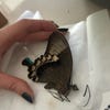 Spider. Cyclocosmia Ricketti. Real Specimen. Insect Specimen. Real ...