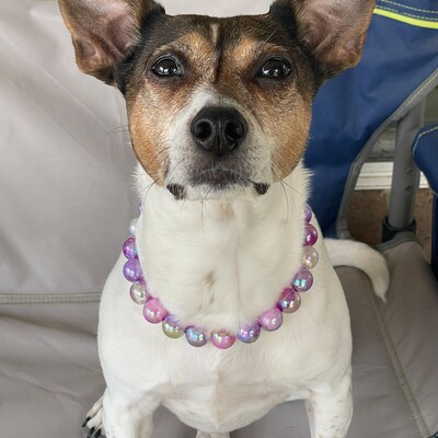 Flamingo Floaty Pool Party Beaded Dog Collar, Collar, Dog Collar, Dog ...