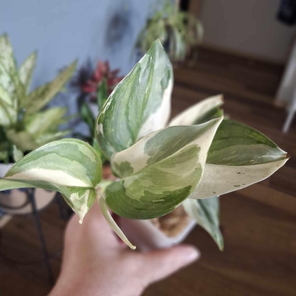Scindapsus Mayari Variegated Plant - Growers Choice - Etsy
