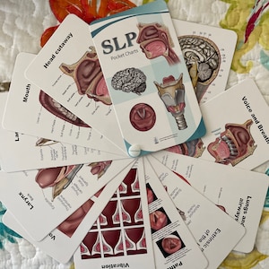 SLP Anatomy Pocket Charts - Etsy