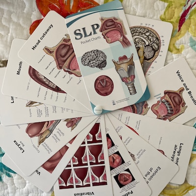 SLP Anatomy Pocket Charts - Etsy