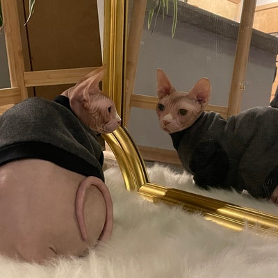 Kotomoda Shower Caps for Sphynx Cats and Small Pets 20pcs in a - Etsy