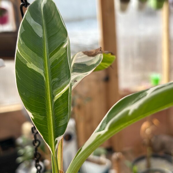 Variegated Musa Florida Banana Tree - Rare Exotic Tropical Indoor ...