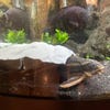 Corner Rocky Grotto Create an Adventure Zone for Your Fish, Shrimp ...