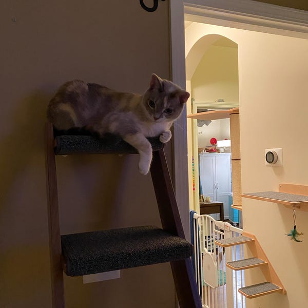 Cat Ladder - 7 Step Beech Hardwood | Handcrafted High-quality Ladder ...