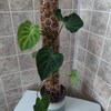 Super Clear Moss Pole D Shaped Stackable Multiple Sizes - Etsy