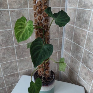 Super Clear Moss Pole D Shaped Stackable Multiple Sizes - Etsy