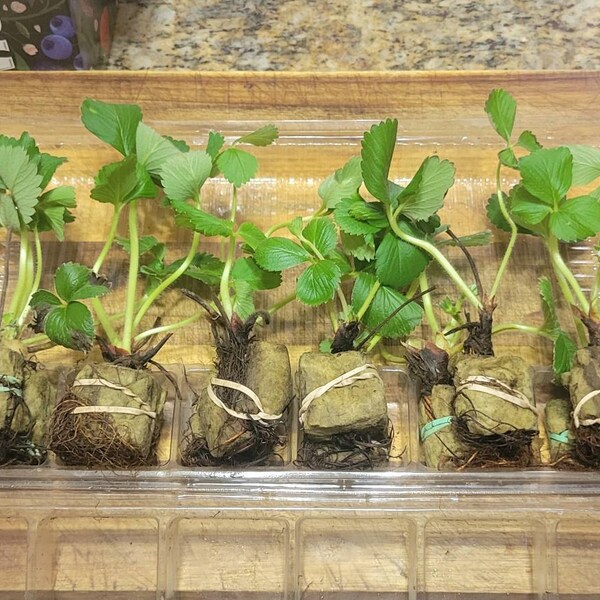 Ranunculus Aviv Rose Buy 4 Get 1 Free - Etsy