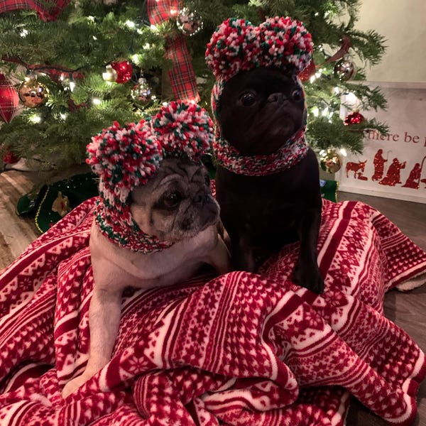 Knit Pug Halloween Costume/ Soft PINK Dinosaur Hat for Dog/ Dino Dog ...