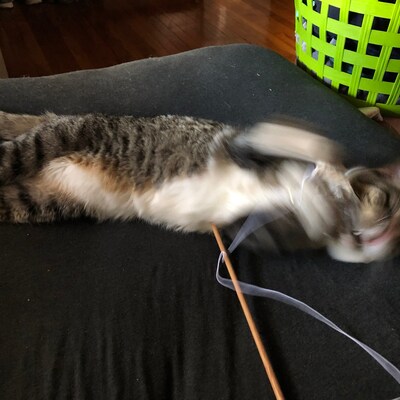 Dried Quail Wings4 for Crafts & Cats - Etsy