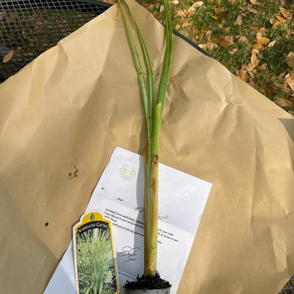 CATTAIL VARIEGATED (TYPHA Lotifolia Var ) Plant for Pond | Free ...