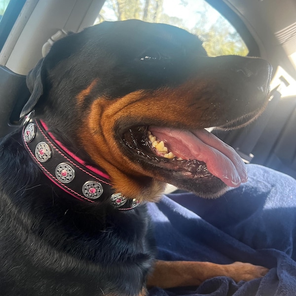 Bestia™ Genuine Leather hektor Harness. Rivet Design. Soft Padded With ...