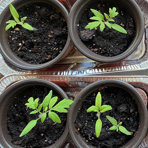 Dwarf Confetti Tomato Seeds - Etsy