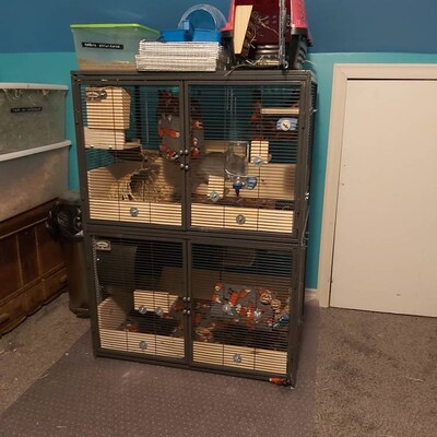 Cage Guards / Poop Guards SAFEST & MOST AFFORDABLE Option for Keeping ...