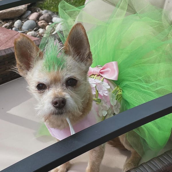 Dog Dress, Supergirl Dog Dress, Supergirl Dog Harness Dress, Supergirl ...