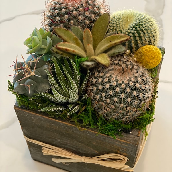 Cactus Arrangement- Green Gift. - Etsy