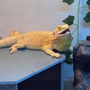 3 Tier Open Back Slate Hide 11x11x8 for Fish Snake - Etsy