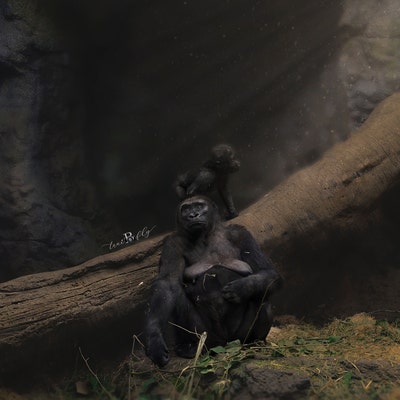 Dust Overlays, Floating Dust, Photoshop, Falling Dust, Cinematic Dust ...