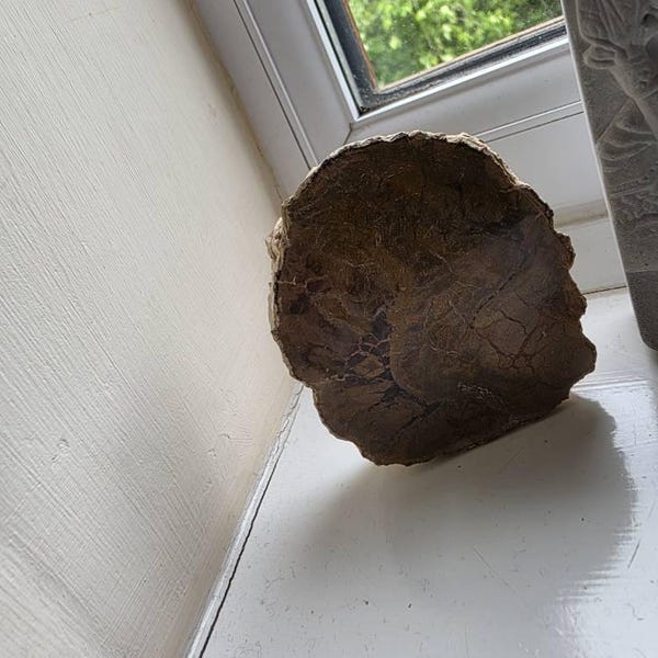 Fossil Fish Scale | Cretaceous Era | Genuine Specimen | Cert. of ...