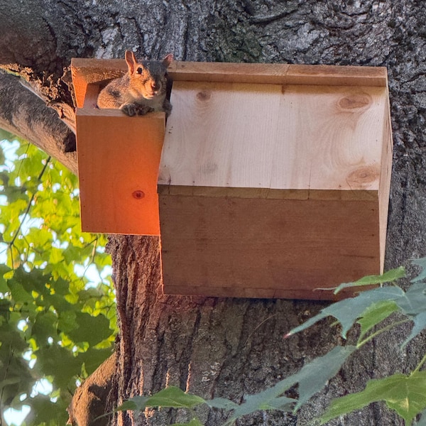 Squirrel House With Predator Guard - Etsy