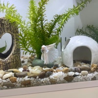 Small Fish Hide MADE TO ORDER Betta Fish Cave Small - Etsy Australia