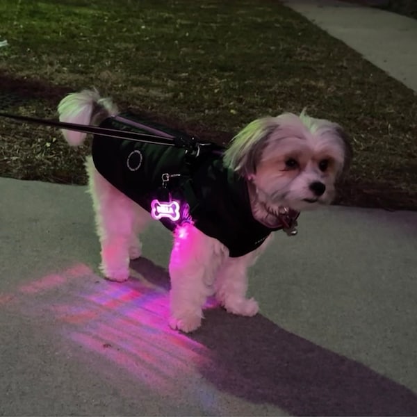 Human Pup Necklace Light up Dog Tag Color Changing Stocking Stuffer LED ...