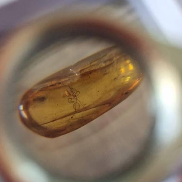 SNAIL SHELL in Burmese / Burmite Amber Fossil / 100% Genuine Amber ...