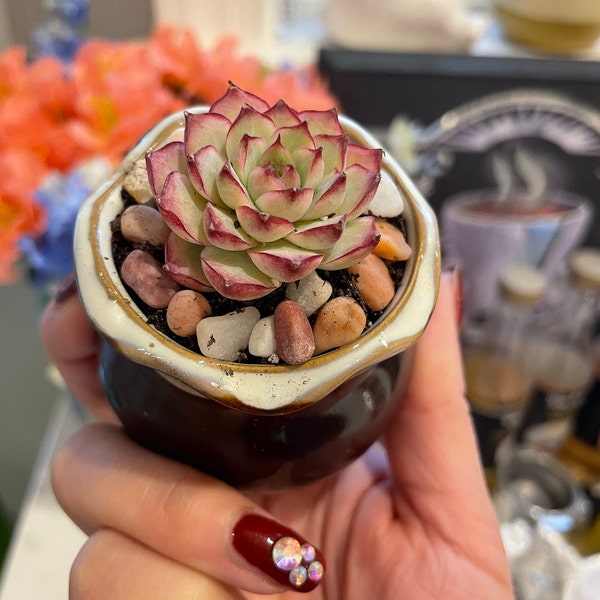 Rare Succulent - Echeveria Maigan Hybrid (mini Plant) - Etsy