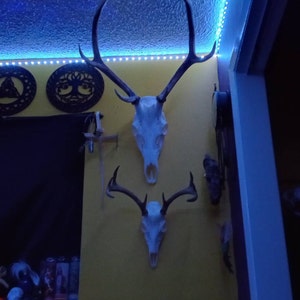 Real Giant European Wild Boar Skin Hooves Hide Pelt Area Rug Hide ...