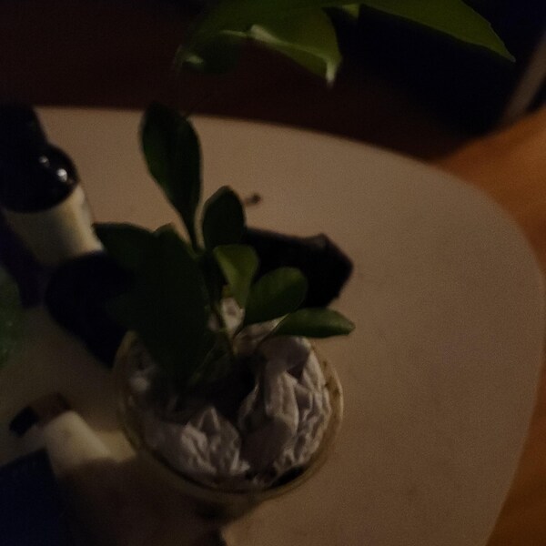 Theobroma Cacao Amelonado/forastero Live Rooted Plant Tree - Etsy