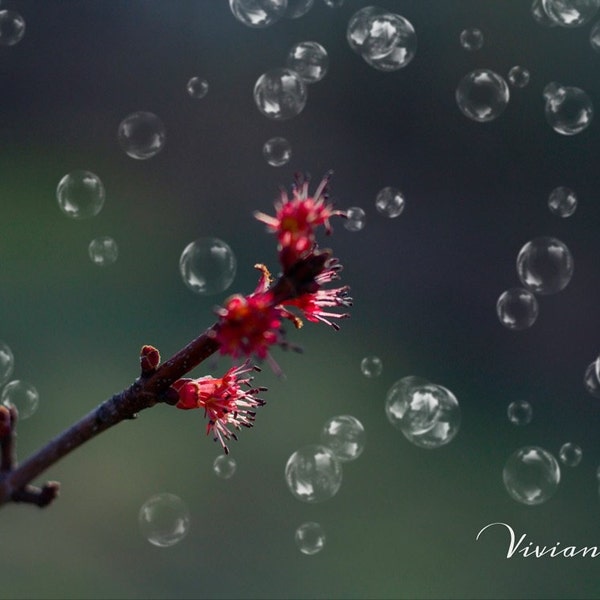 Bubbles Photoshop Overlays, Photo Editing, Realistic Soap Bubble Photo ...