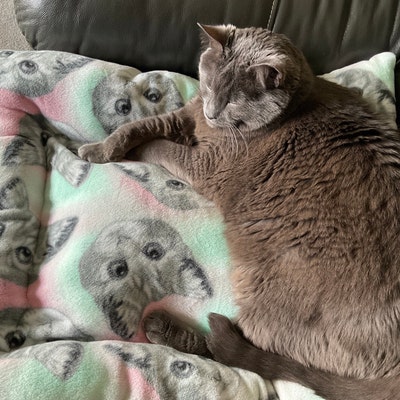 Catnip Cat Mat, Cat Mat for Pet Carrier, Cat Mat, Organic Catnip Play ...