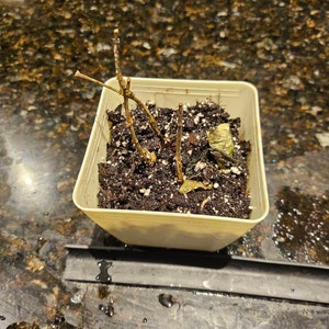 2 Live Coreopsis Verticillata 'zesty Zinger Threadleaf Coreopsis ...