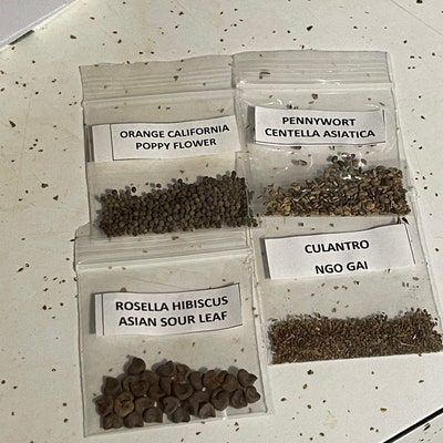 20 DUA GANG Dua Bo Asian Yellow Stripe Melon Conomon Seeds - Etsy