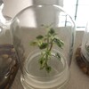 Rainbow Floral Terrarium - Self Grow, Maintenance Free -coleus - 4" Dom ...