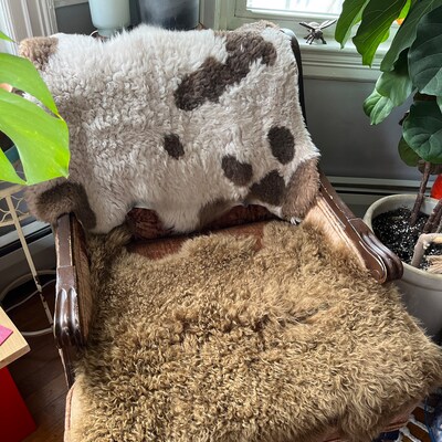 Springbok Pelt Natural Color Genuine Deer Fur Blesbok Antelope Pelt ...