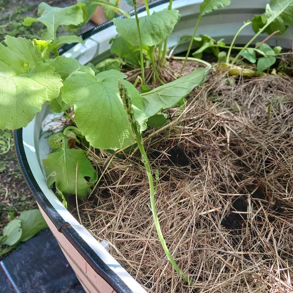 Eve's Pin austrocylindropuntia Subulata - Etsy