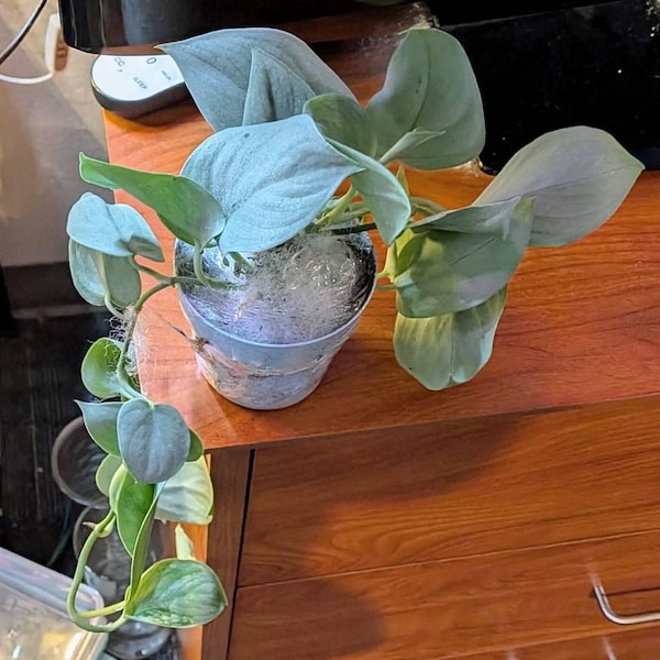 3” Sooo (TM) Silver Scindapsus Plant Pot - NEW CULTIVAR - Lush ...
