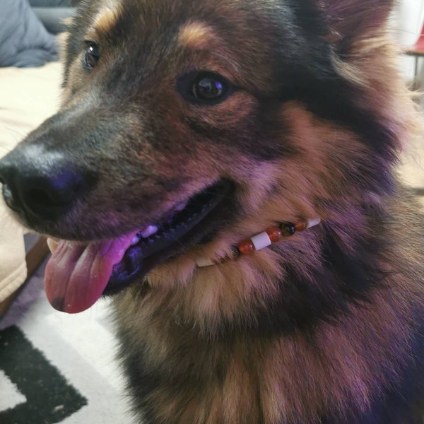 Collar Anti Tick and Fleas With Turquoise - Lithotherapy for Dogs - Etsy