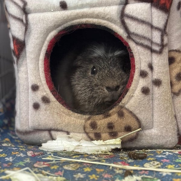 Guinea Pig Tunnel - Guinea Pig Accessories Colorful Guinea Pig Play ...