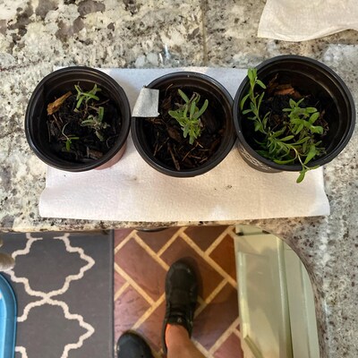 Paradiso Coneflower Starter Plant - Etsy