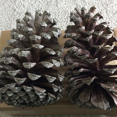 7-8 Jumbo Pine Cone, Large Pine Cone, Jumbo Pinecone, Large Pinecone ...