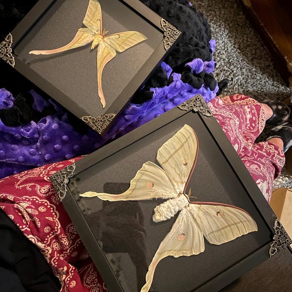 real-framed-giant-actias-luna-moth-3d-floating-shadow-box-insect