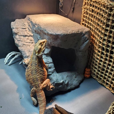 Custom Large Reptile Bearded Dragon Basking Platform, MADE TO ORDER ...