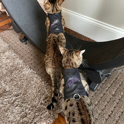 Safetykatz Walking Jacket Black Leatherette Custom Made Reversible Cat ...