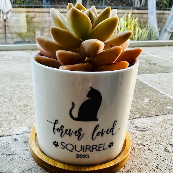 Personalized DNP Graduation Gift - 3" White Ceramic Pot W/ Live Plant - DNP Gift Doctor of ...