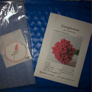 Amandine Orange Ranunculus Corms - Etsy