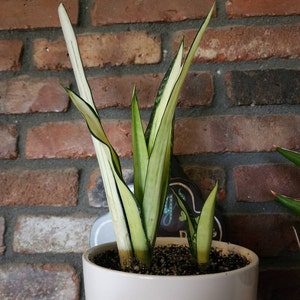 Aloe white Fox Succulent Low Maintenance Plant - Etsy